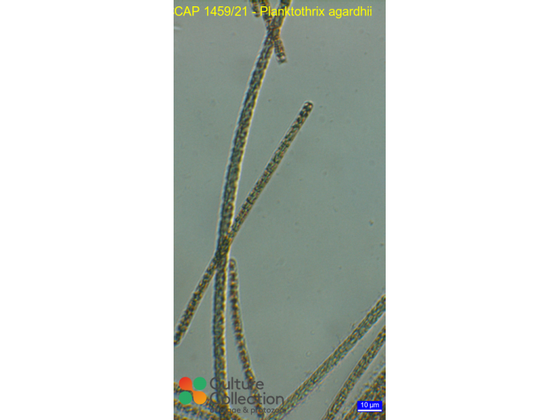 Planktothrix agardhii