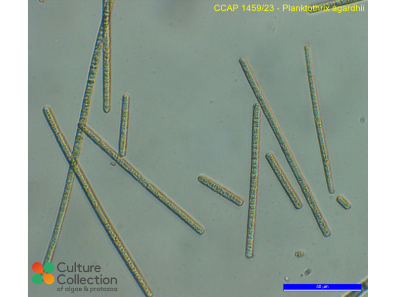 Planktothrix agardhii