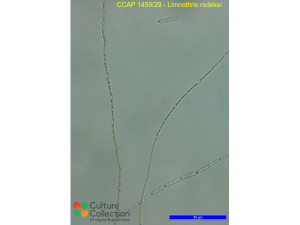 Limnothrix redekei