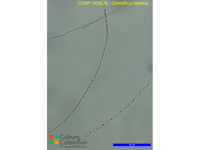 Limnothrix redekei