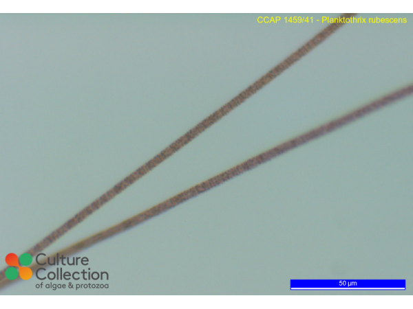 Planktothrix rubescens