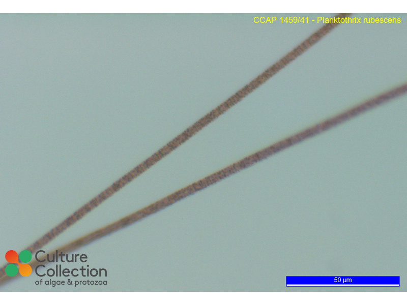 Planktothrix rubescens
