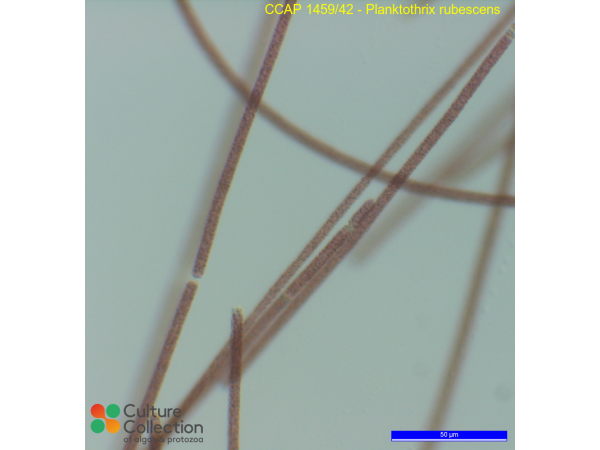 Planktothrix rubescens