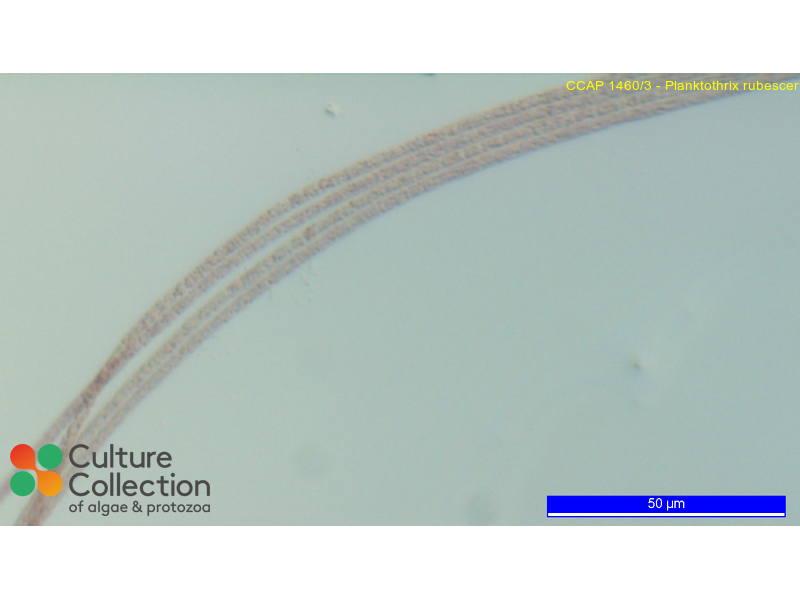 Planktothrix rubescens