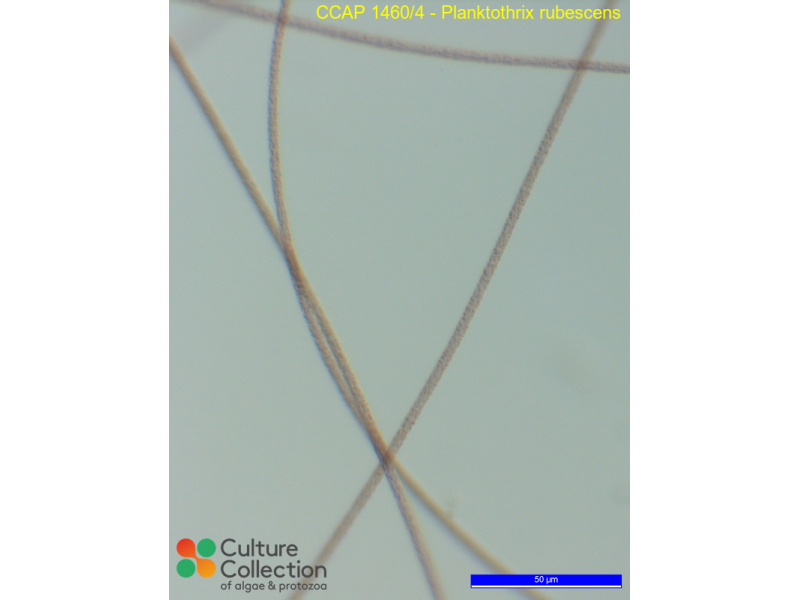 Planktothrix rubescens