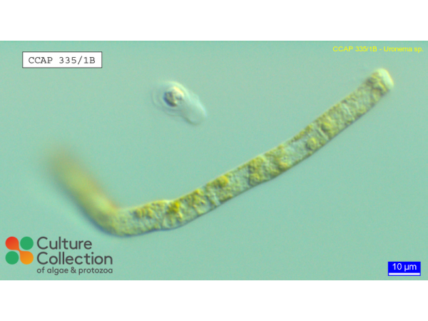 Uronema sp.