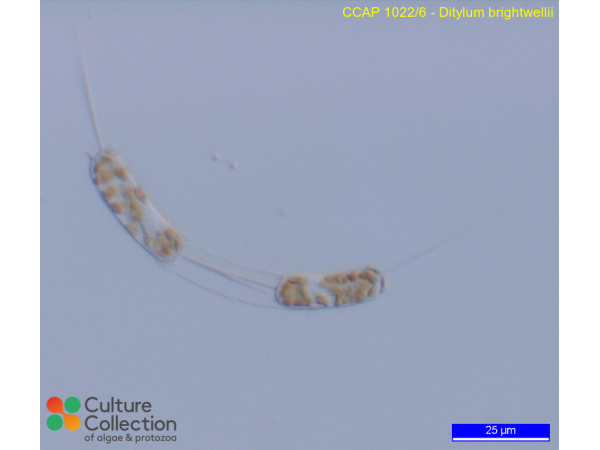 Ditylum brightwellii