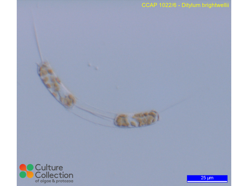 Ditylum brightwellii