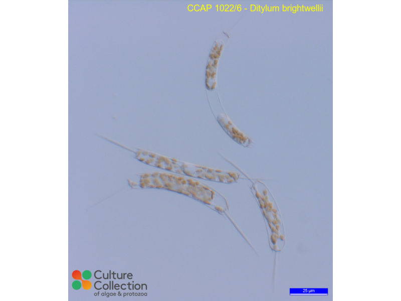 Ditylum brightwellii