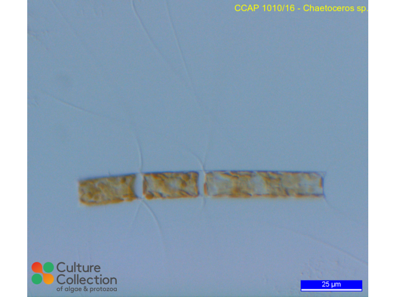 Chaetoceros sp.