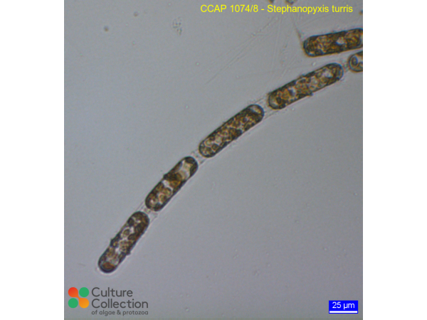 Stephanopyxis turris