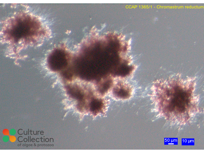 Acrochaetium reductum
