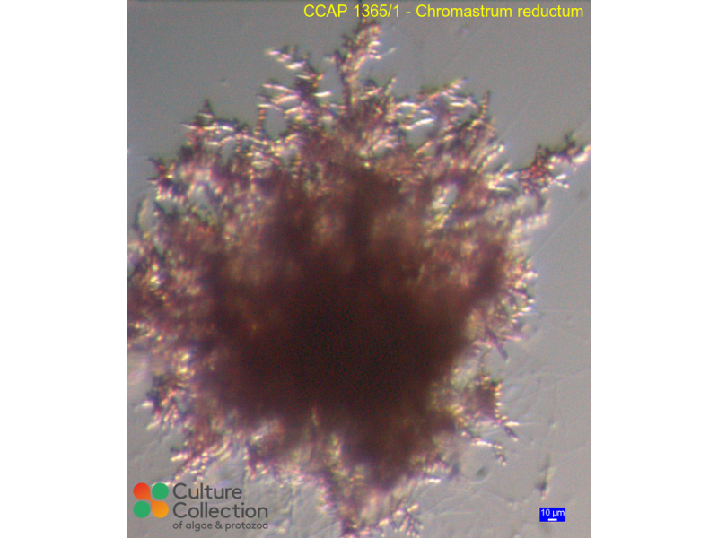 Acrochaetium reductum