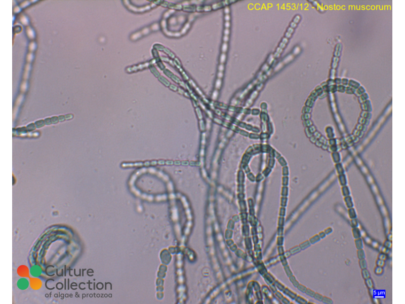 Nostoc Bacteria