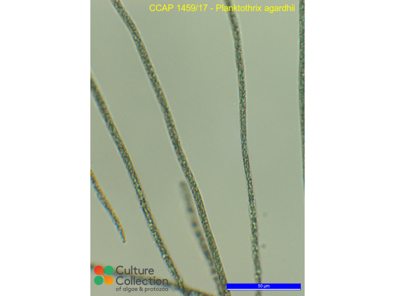 Planktothrix agardhii