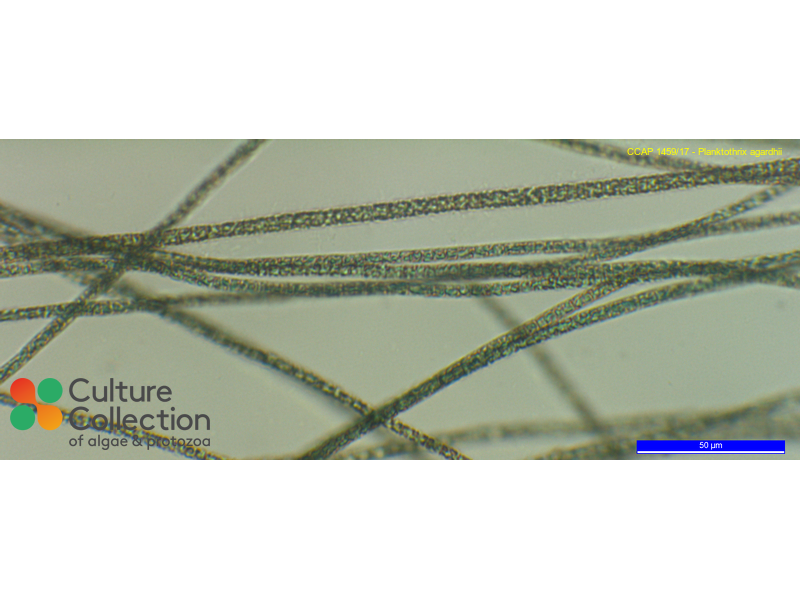 Planktothrix agardhii