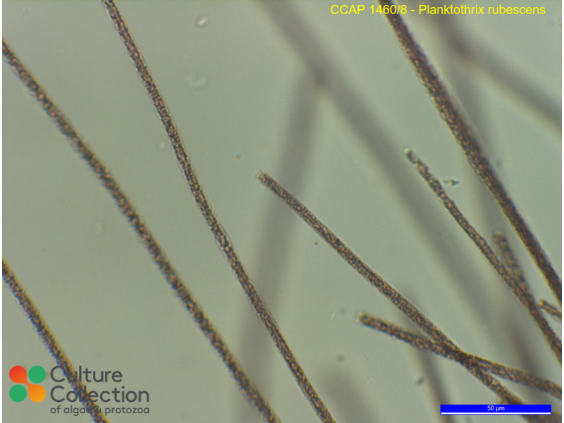 Planktothrix rubescens