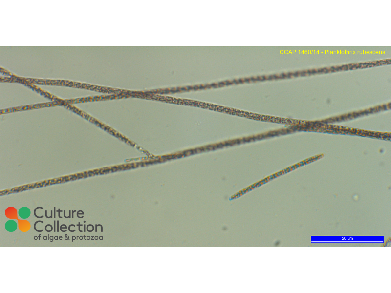 Planktothrix rubescens