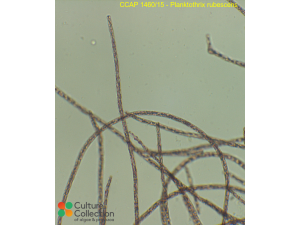 Planktothrix rubescens