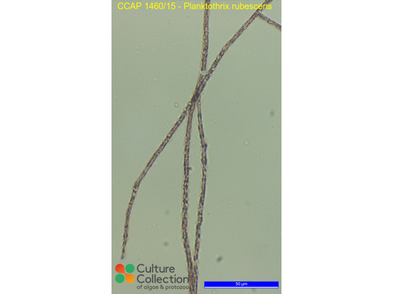 Planktothrix rubescens