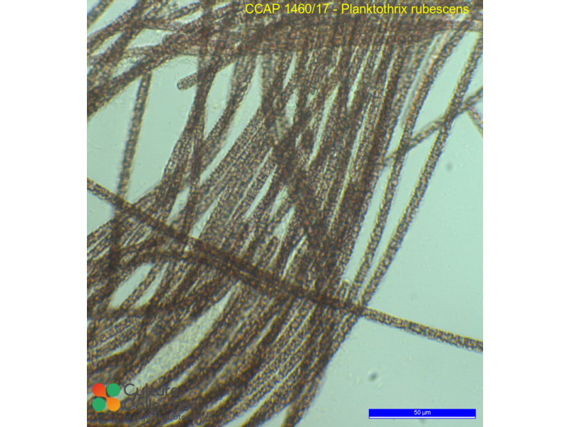 Planktothrix rubescens