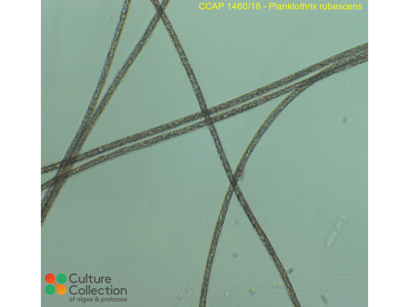 Planktothrix rubescens