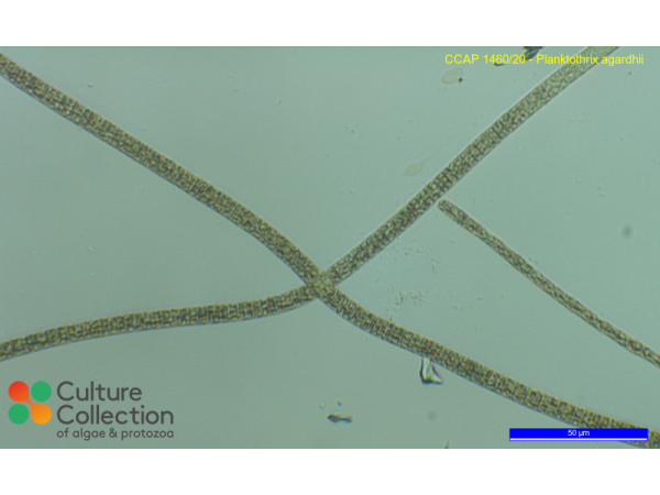 Planktothrix agardhii