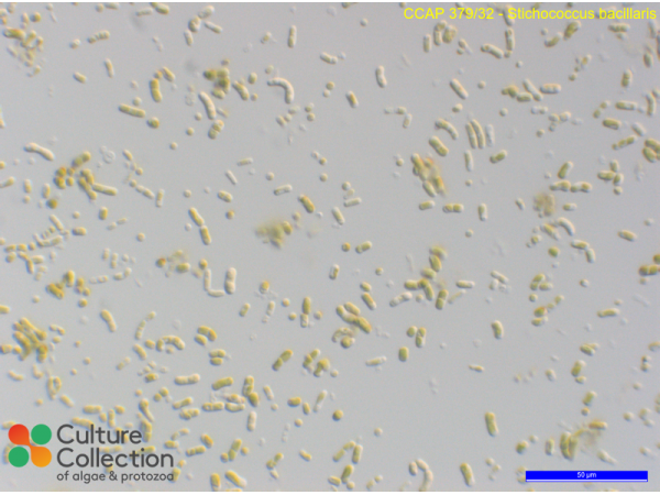 Stichococcus bacillaris