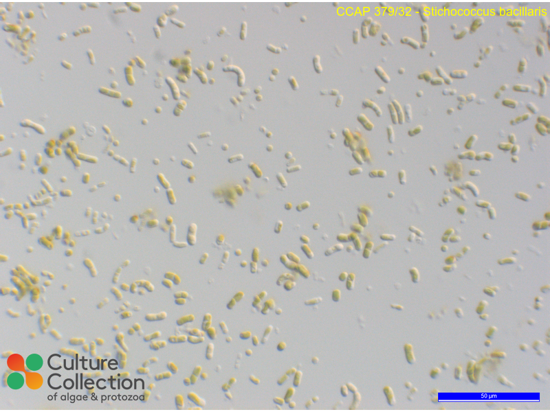 Stichococcus bacillaris