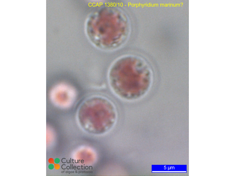 Porphyridium marinum