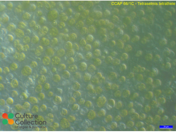 Tetraselmis tetrathele