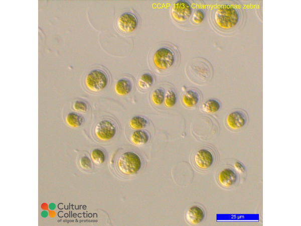 Chlamydomonas zebra