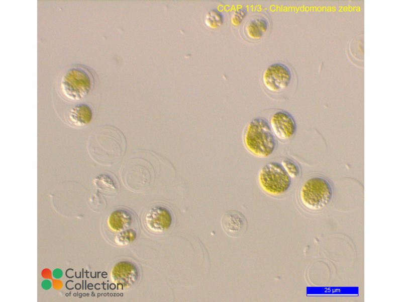 Chlamydomonas zebra