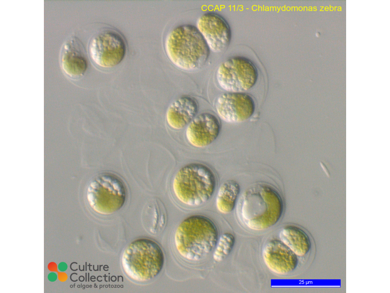 Chlamydomonas zebra