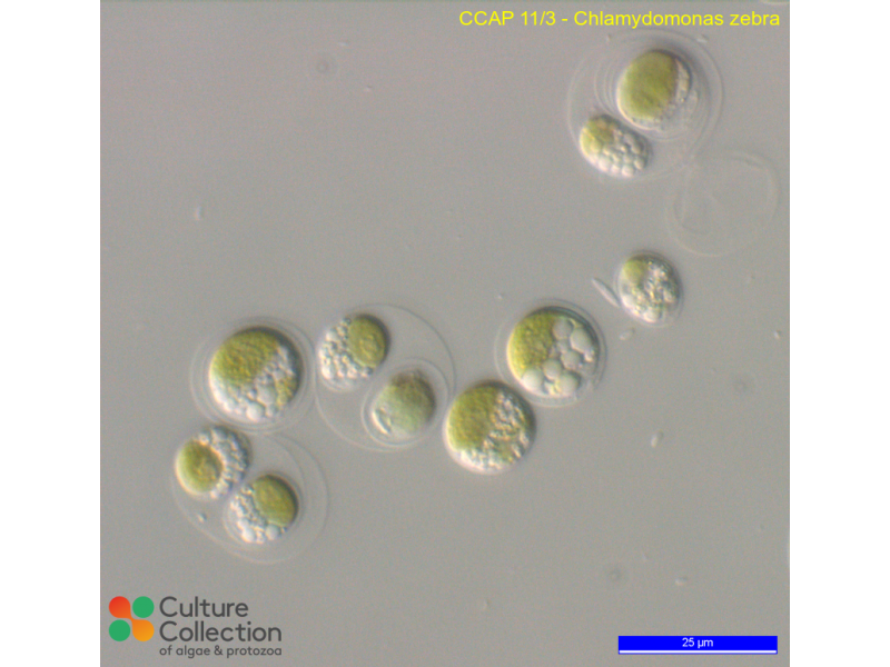 Chlamydomonas zebra