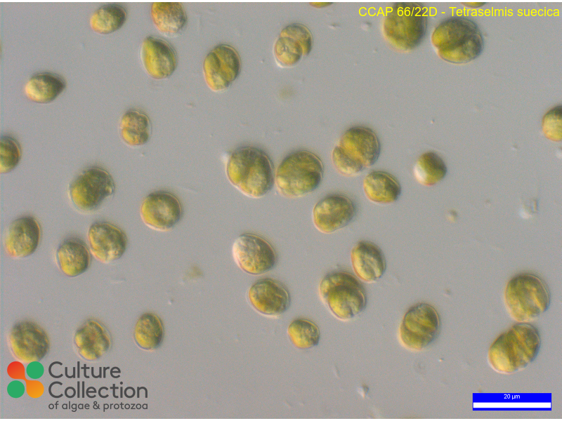 Tetraselmis suecica
