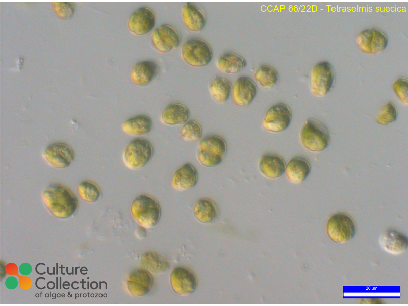 Tetraselmis suecica