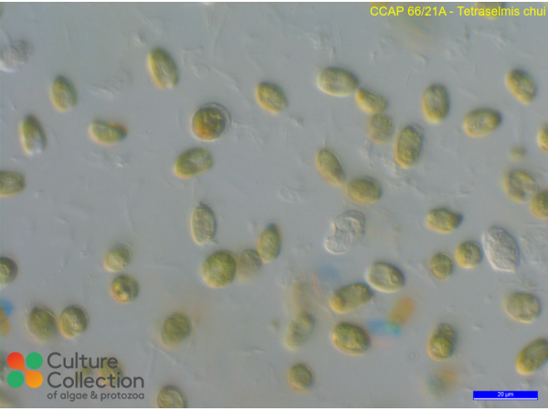 Tetraselmis chui