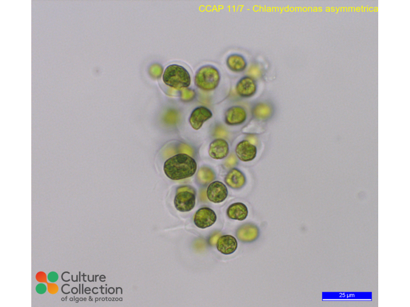Chlamydomonas asymmetrica