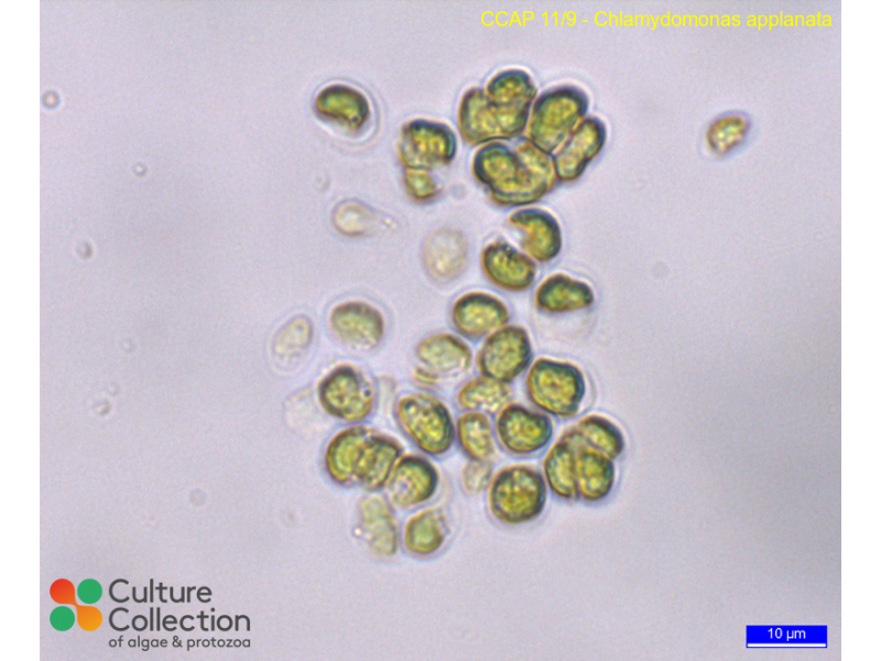 Chlamydomonas applanata