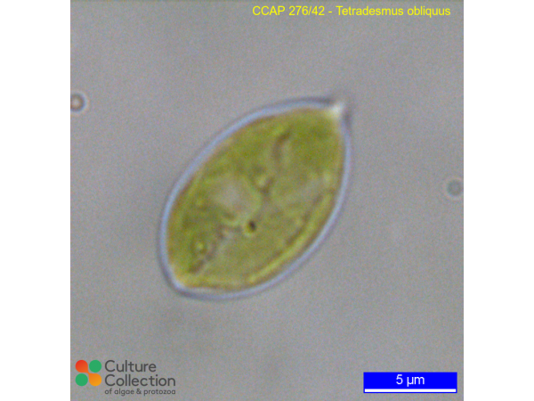 Tetradesmus obliquus