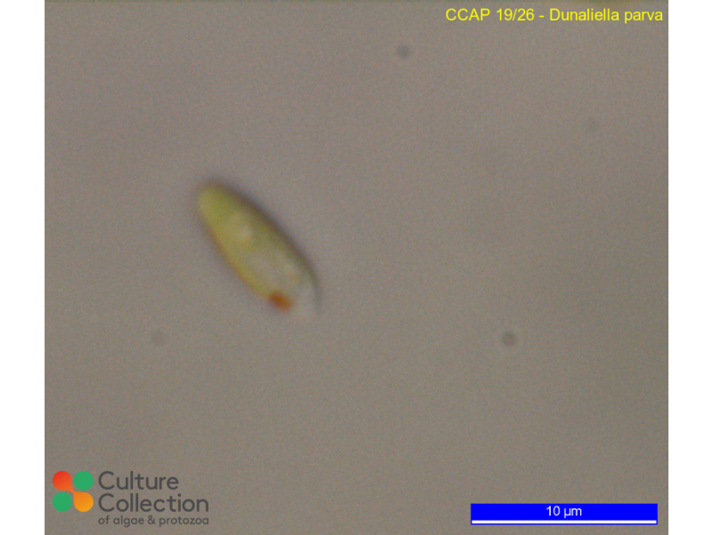 Dunaliella parva