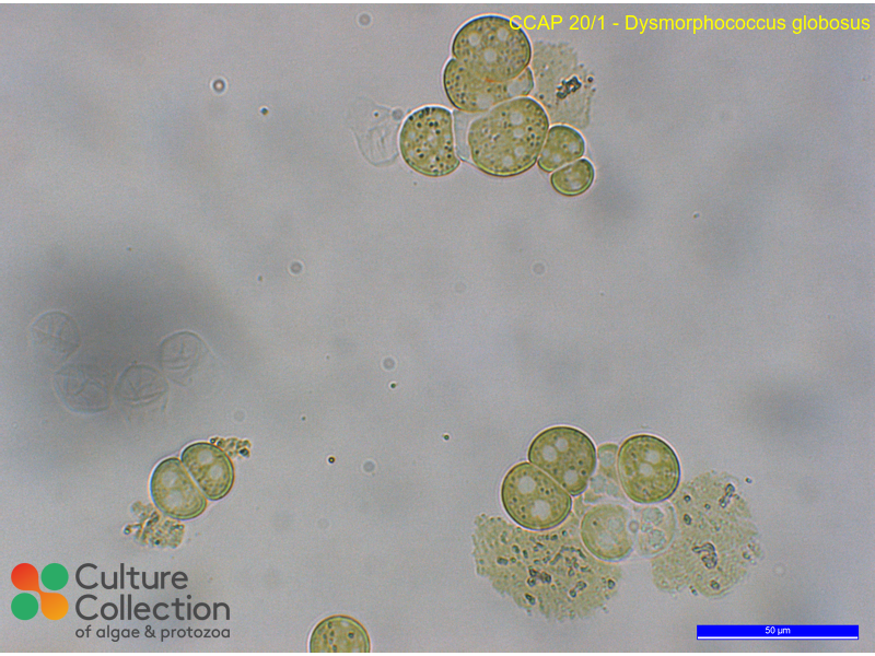 Dysmorphococcus globosus