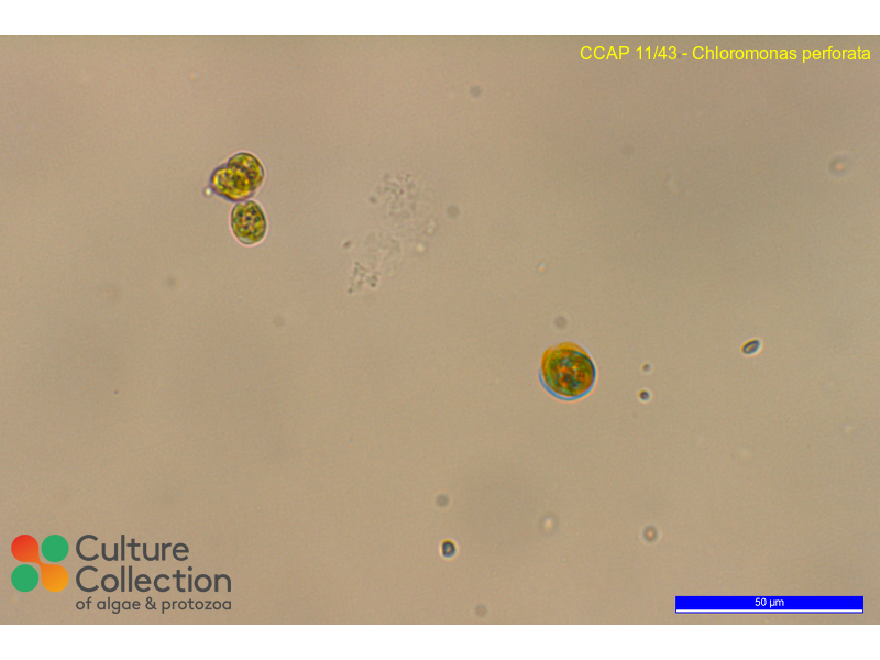 Chloromonas perforata