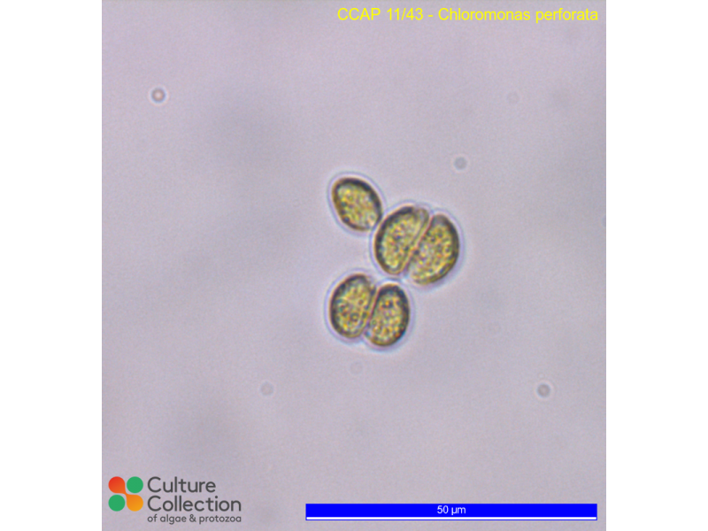 Chloromonas perforata