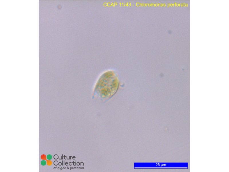 Chloromonas perforata