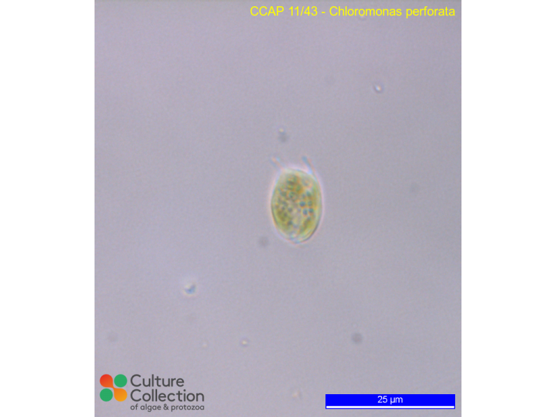 Chloromonas perforata