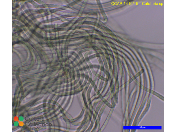 Calothrix sp.