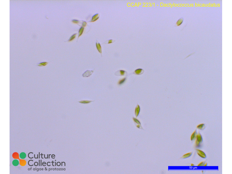 Keratococcus bicaudatus