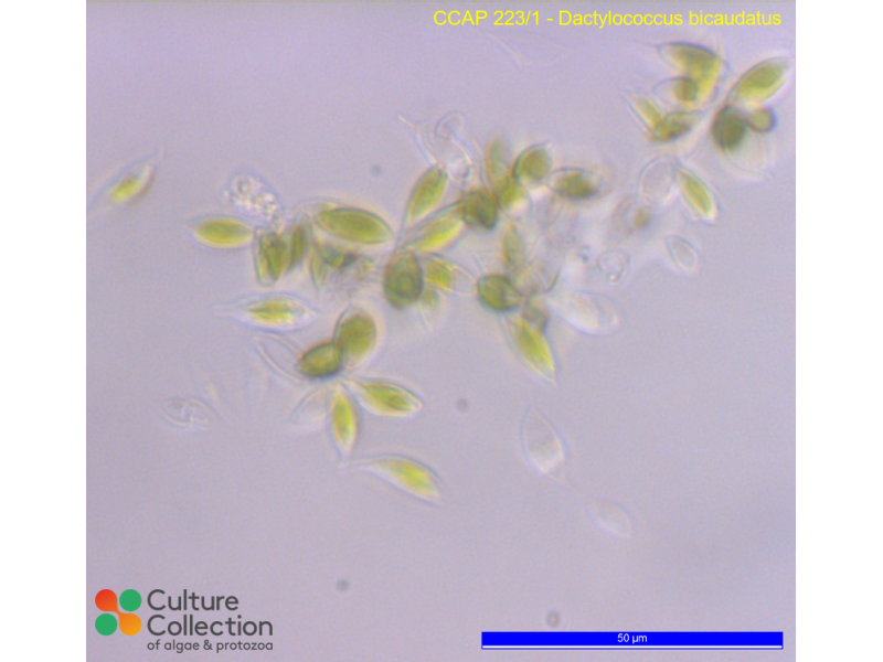 Keratococcus bicaudatus